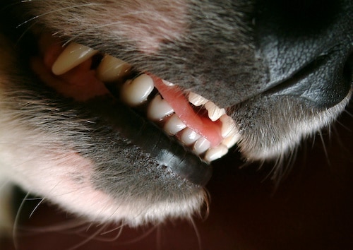 Landlord Liability: Tenant Dog Bite Injuries | Benedum Law